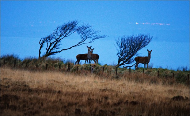 Deer at Dusk – Exmoor 4 all