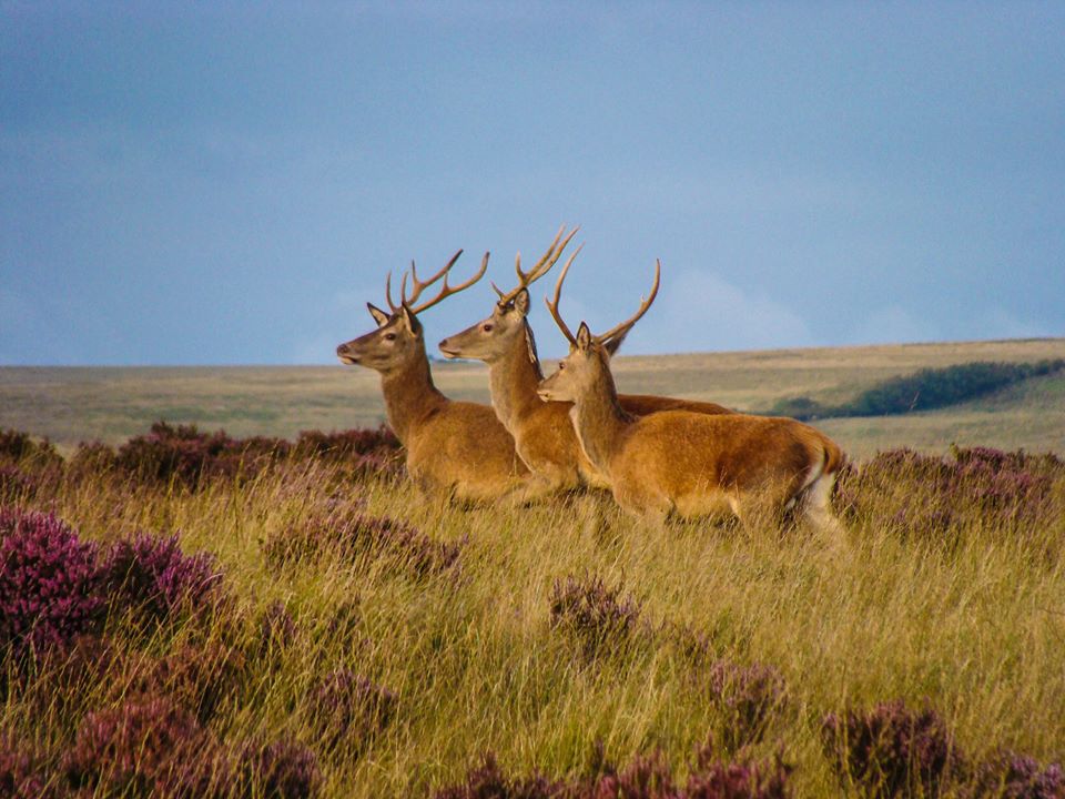 DAVE WEBB 2 AUG – Exmoor 4 all