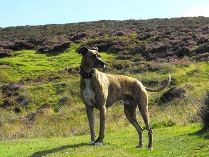88 Mark Williams Bracken the bull lurcher posing as per usual. – Exmoor ...
