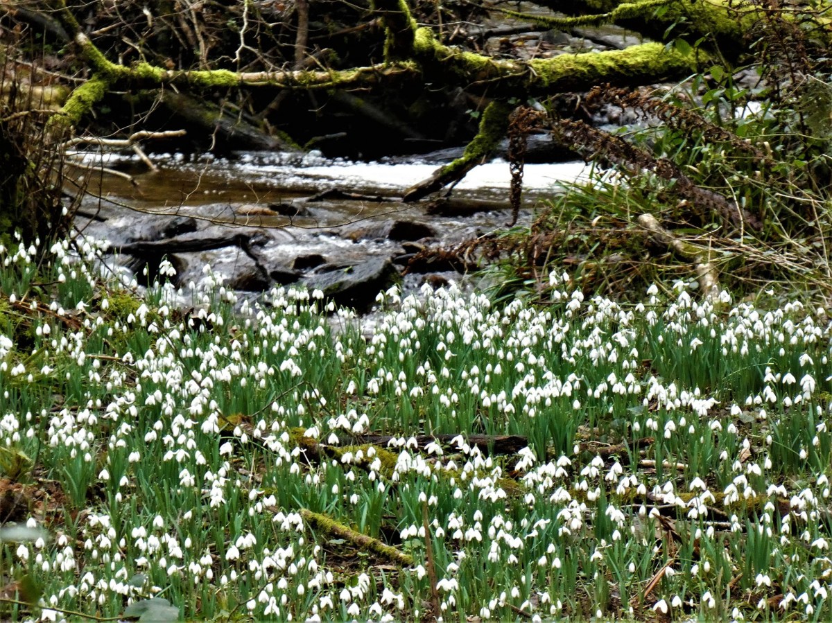 Snowdrop Valley – Exmoor 4 all