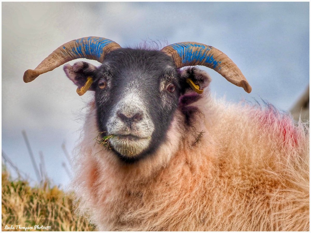 Sheep on Exmoor – Exmoor 4 all