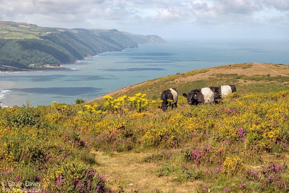 Bossington Hill – Exmoor 4 all