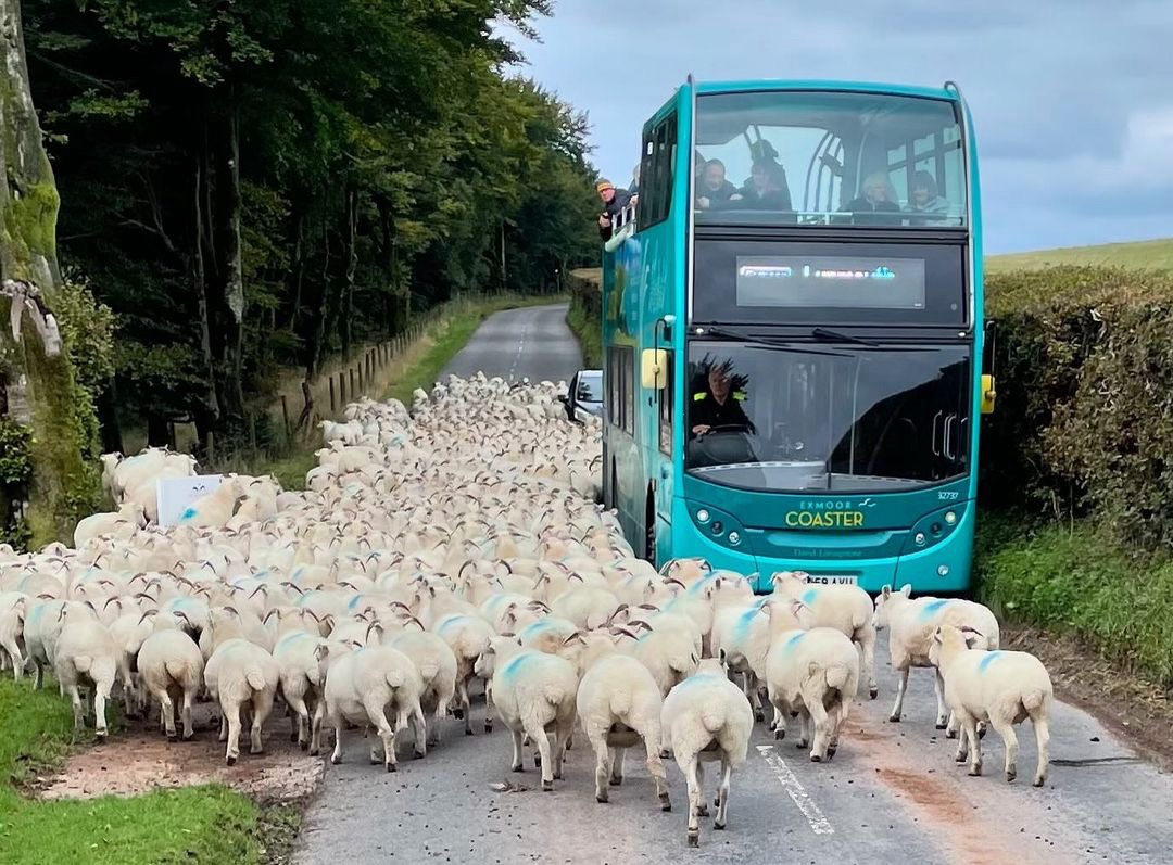 Sheep meet the Exmoor Coaster – Exmoor 4 all