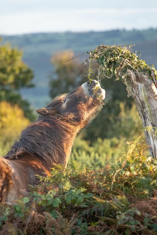 On top of North Hill – Exmoor 4 all