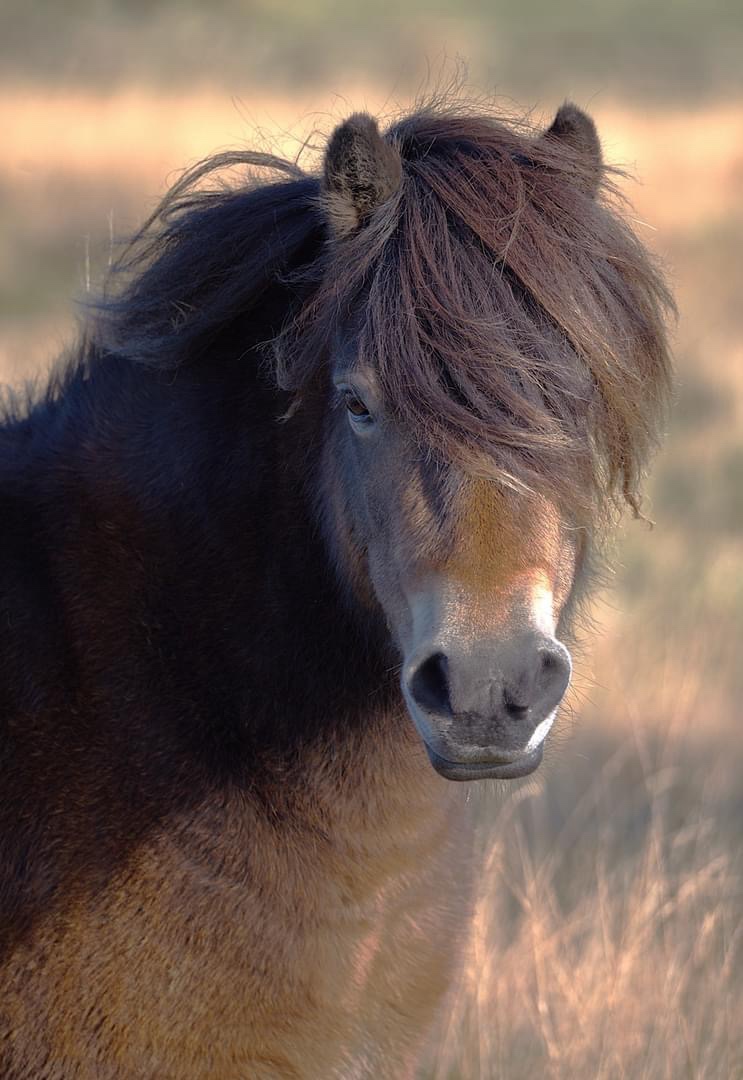 Exmoor Emcounters – Exmoor 4 all