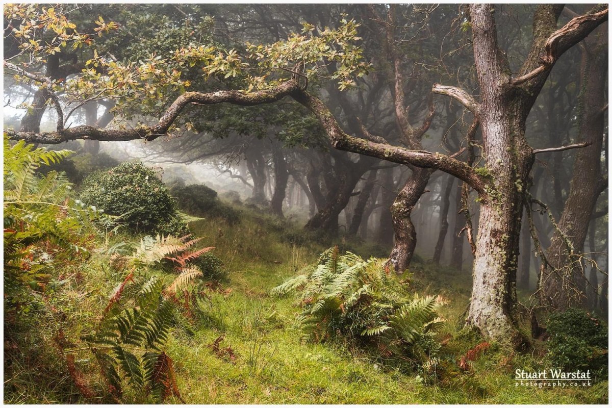 A Misty Morning in Horner Woods – Exmoor 4 all